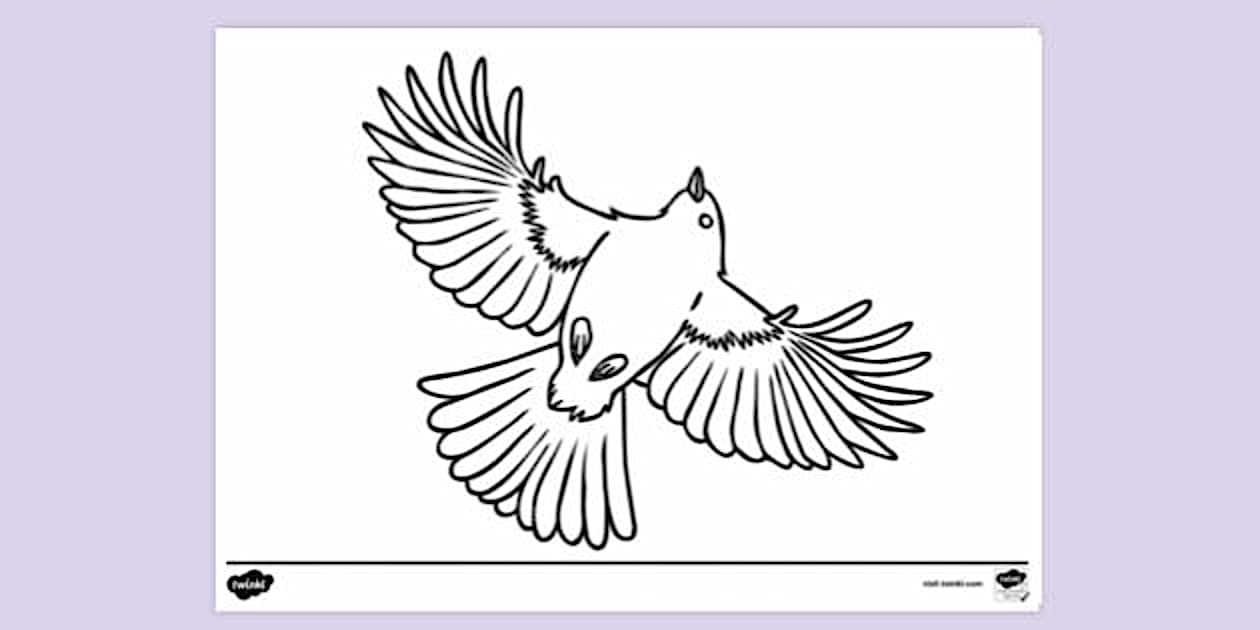 Kiwi Bird Biscuit Colouring | Colouring Sheets - Twinkl