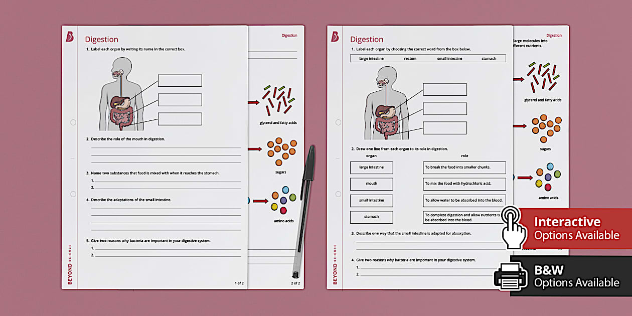 Editable Digestive System Worksheet - KS3 Secondary Resources