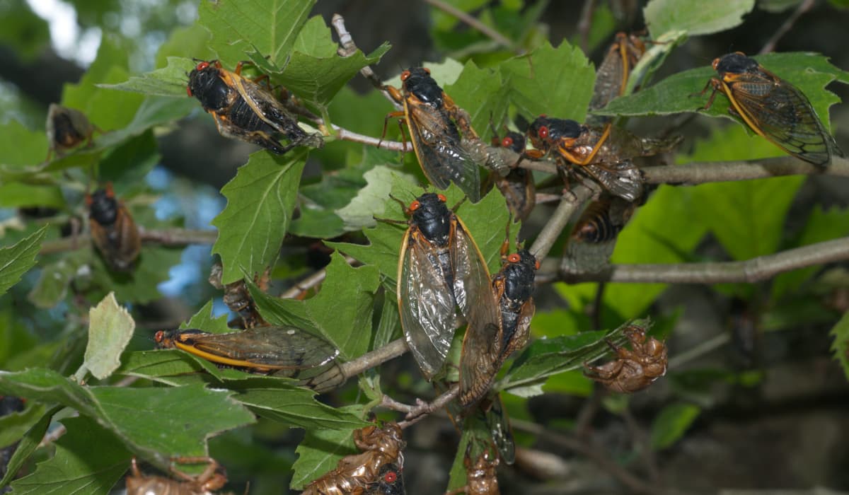 Billions of Cicadas Emerging in Rare US Event - Twinkl NewsRoom