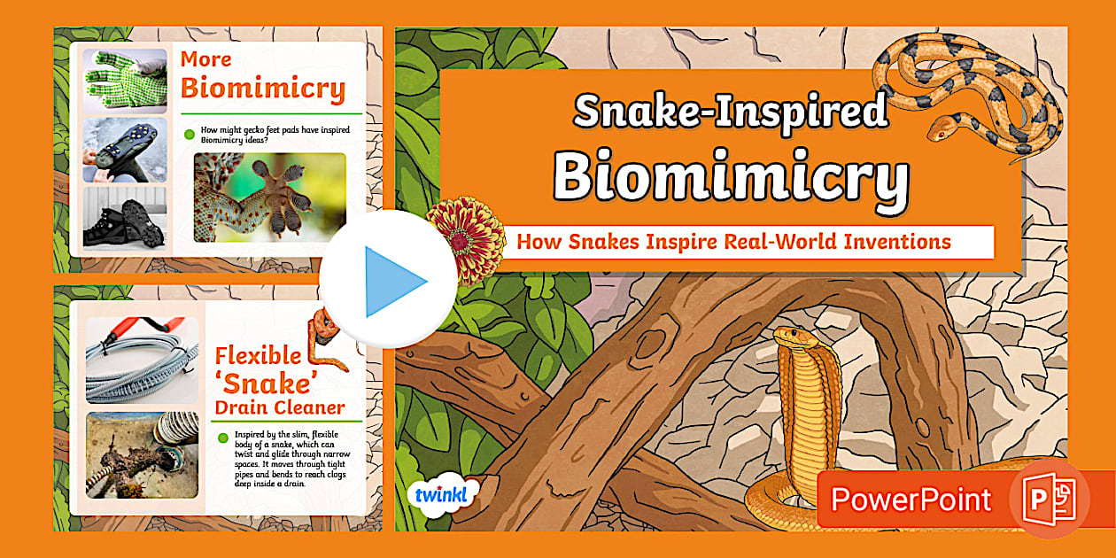 Snake-Inspired Biomimicry (Hecho por educadores) - Twinkl