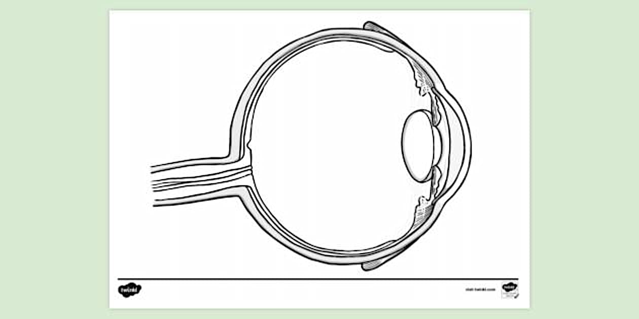 Structure of the Eye Colouring | Colouring Sheets - Twinkl