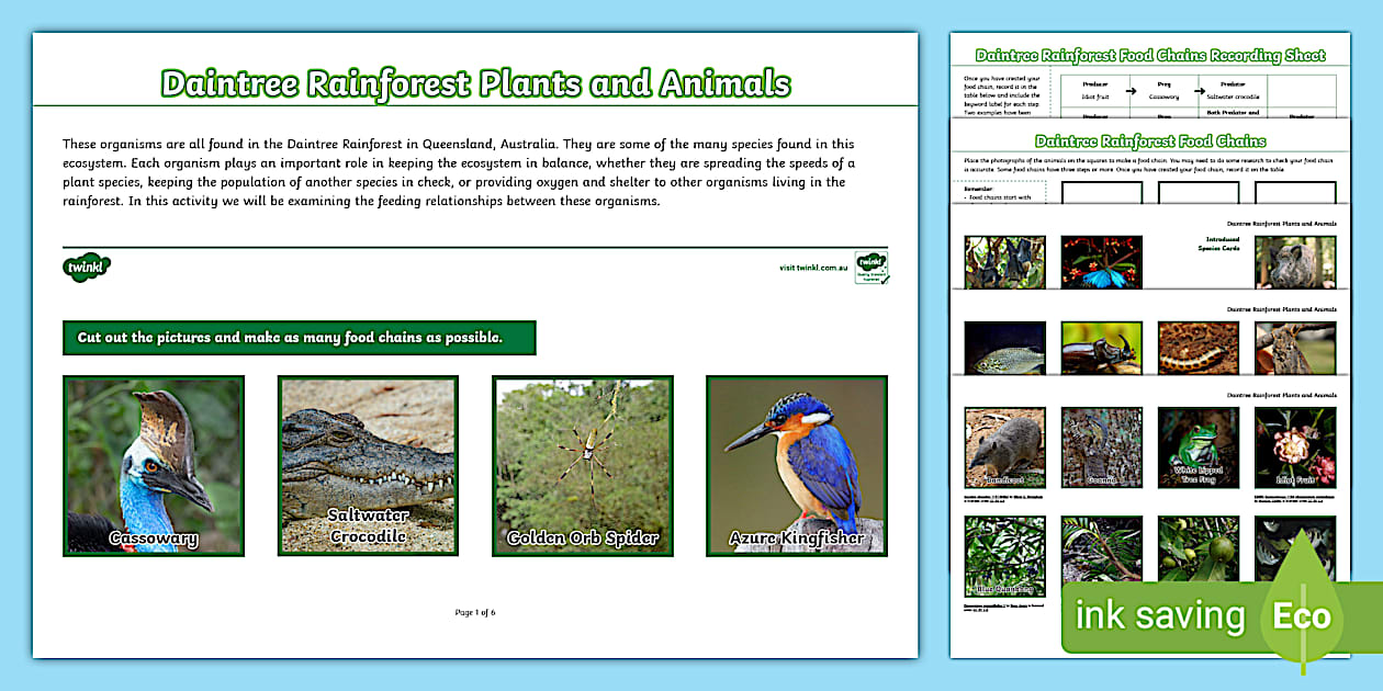Daintree Rainforest Food Chains Activity Sheets - Twinkl