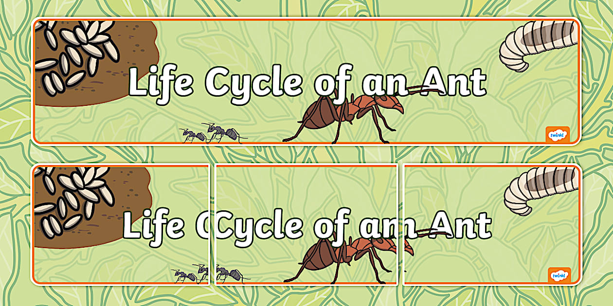 Ant Life Cycle Display Banner | Twinkl | Life Cycles