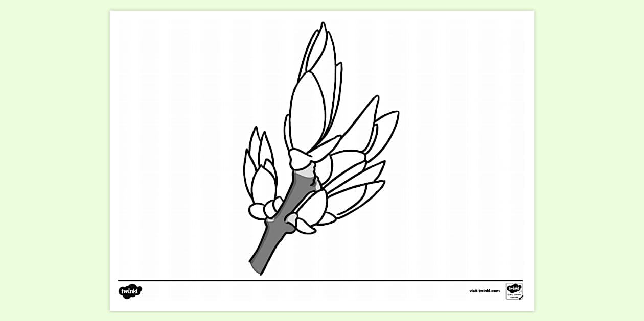 Buds Colouring Sheet | Colouring Sheets (Teacher-Made)