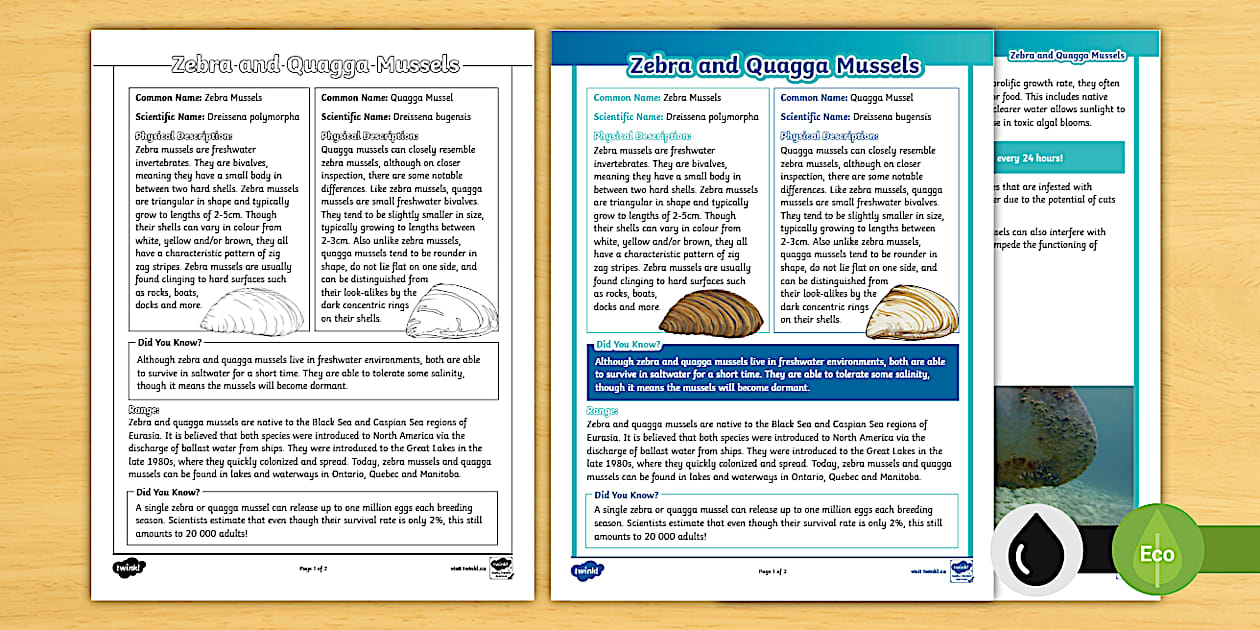 Facts About the Zebra MusselㅣQuagga Mussel ㅣInvasive Species