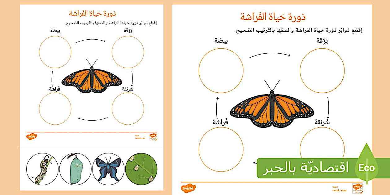 نشاط دورة حياة الفراشة (Lehrer gemacht)