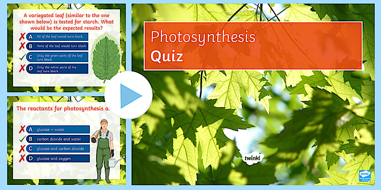 Photosynthesis Quick Quiz | GCSE Biology | Beyond - Twinkl