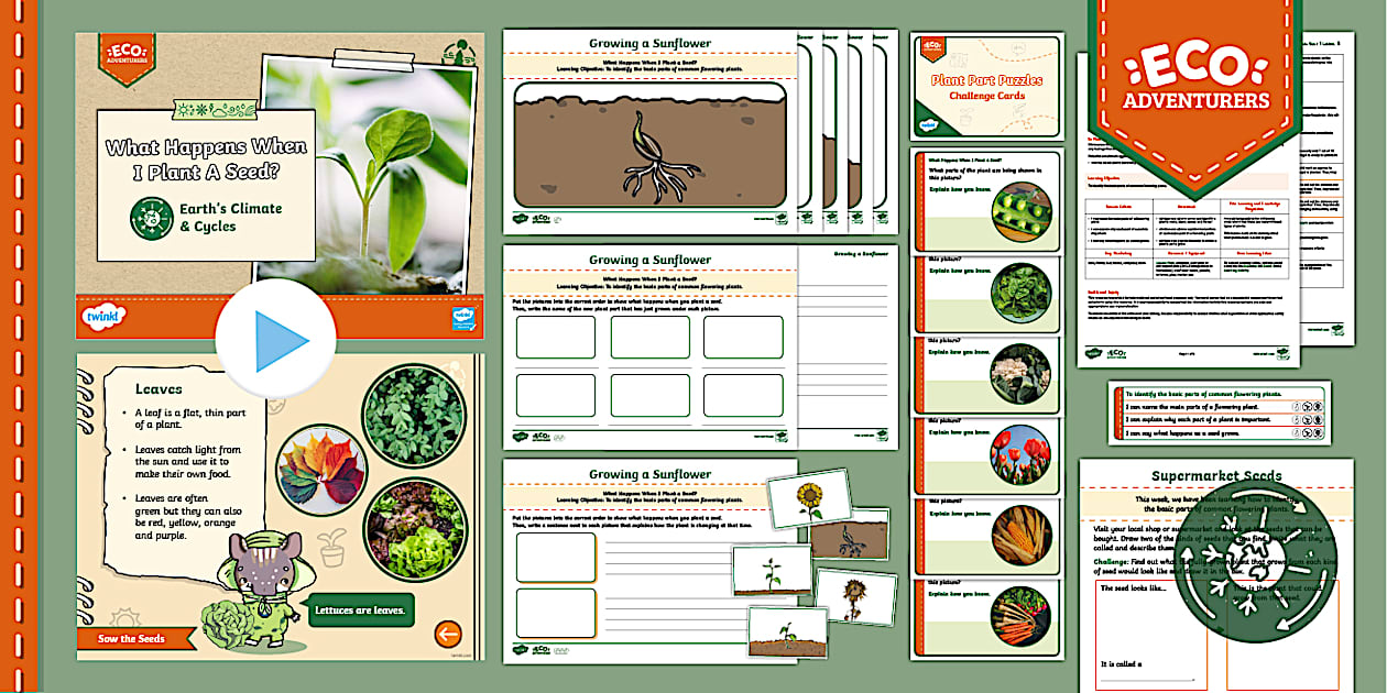 Planting a Seed: Eco-Adventurers Year 1 Lesson 5 - Twinkl