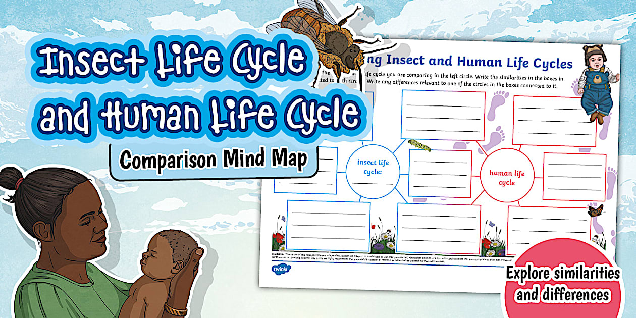 Insect and Human Life Cycle Comparison Mind Map