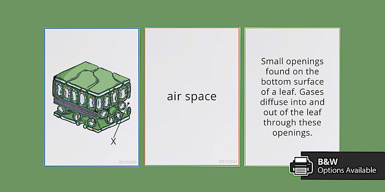 Leaf Structure and Function Display Cards - Twinkl