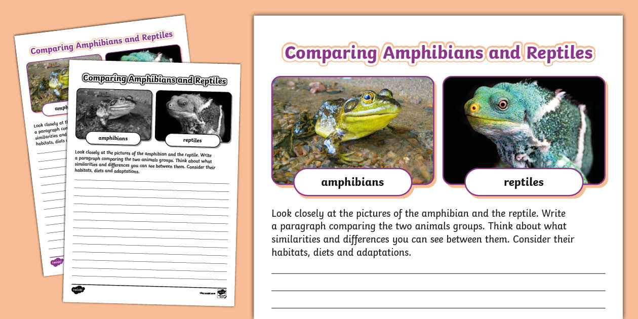 Comparing Amphibians and Reptiles Worksheet (teacher made)