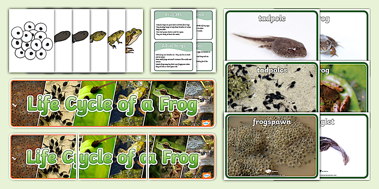 Life Cycle of a Frog Display Pack (teacher made) - Twinkl
