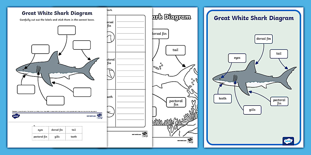 Great White Shark Diagram Pack (teacher made) - Twinkl