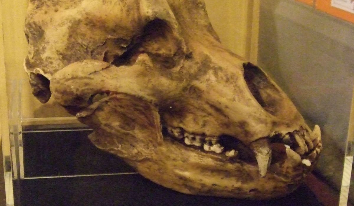 cave bear uk
