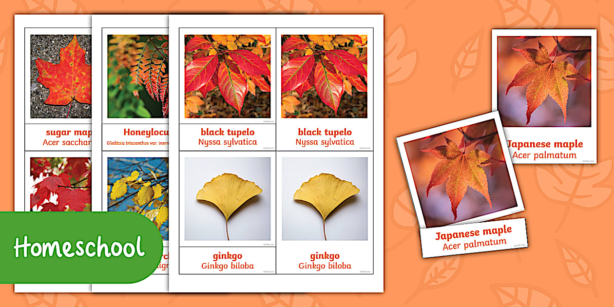 Three-Part Cards for Fall Leaves With Photographs - Twinkl