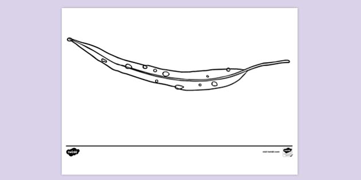 Gum Leaf with Dew Colouring Sheet (teacher made) - Twinkl
