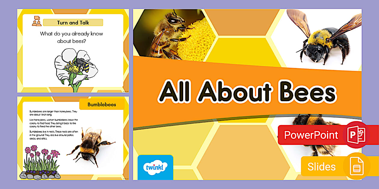 Bee Presentation for Kindergarten Students | Twinkl USA