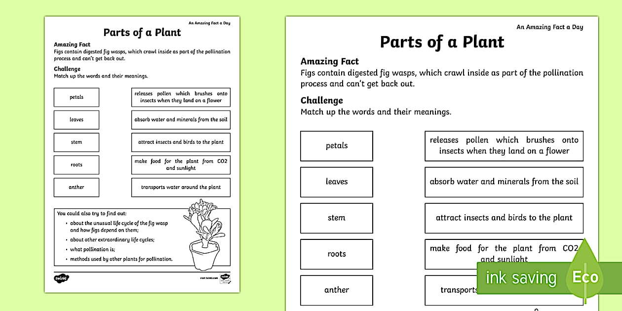 Parts of a Plant Activity Sheet (teacher made) - Twinkl