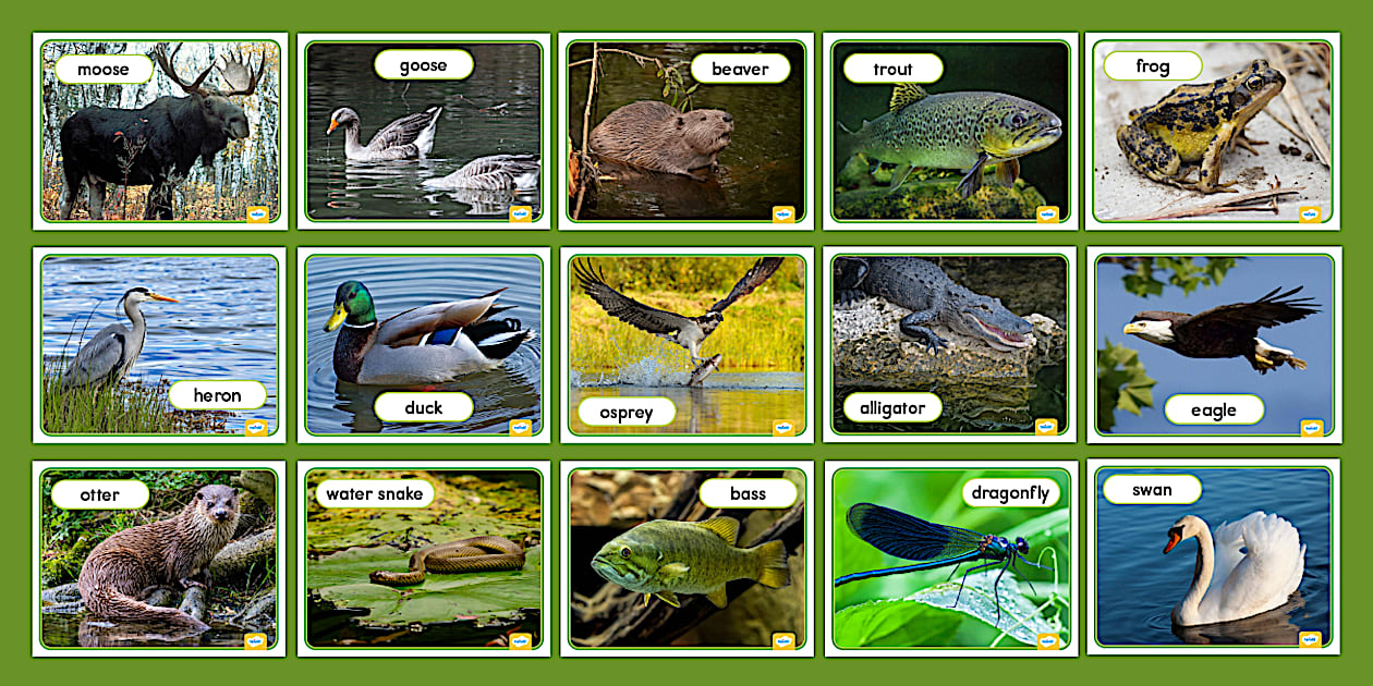 Lake Animals Photos (teacher made) - Twinkl