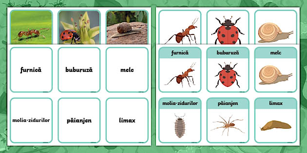 Micile viețuitoare – Cartonașe pereche - Twinkl