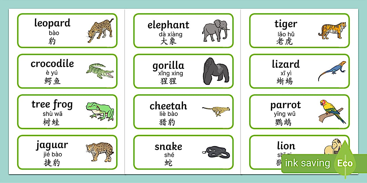 *Singapore Jungle Animal Themed Word Cards* (Teacher-Made)