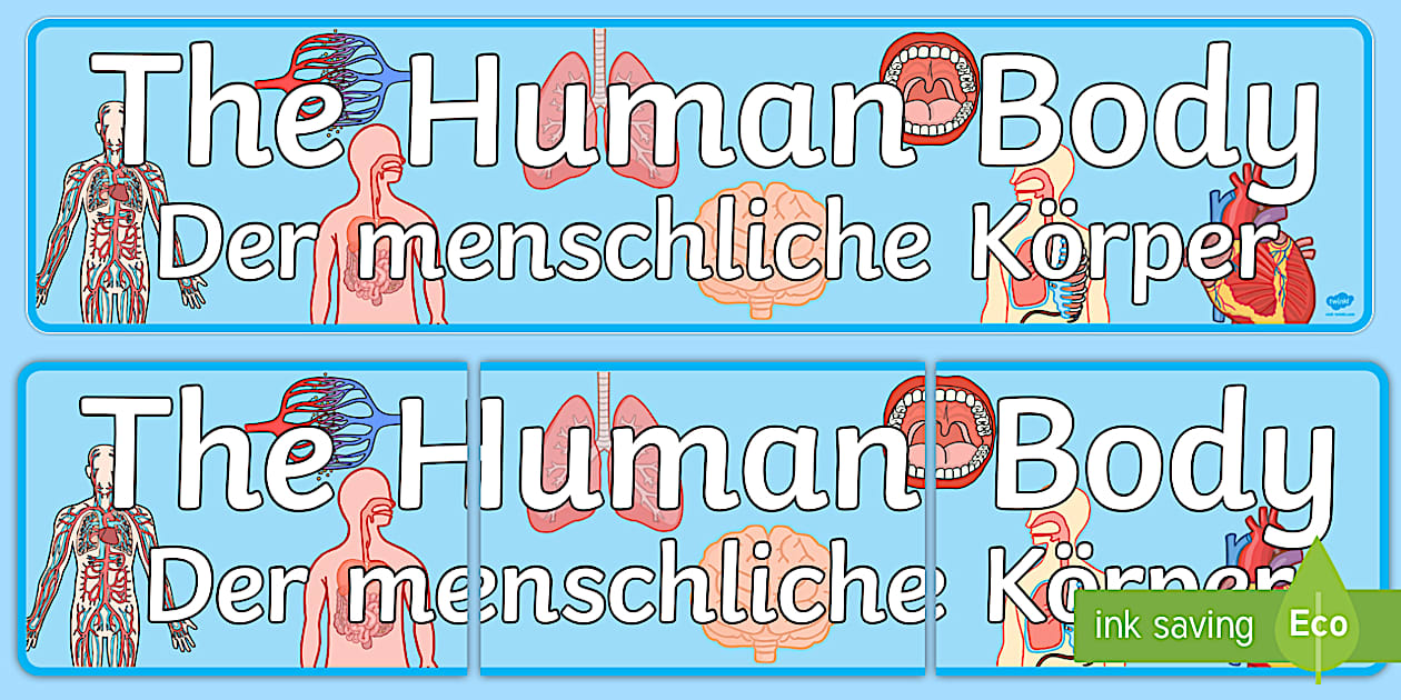The Human Body Display Banner English/German - EAL, German, The Human Body