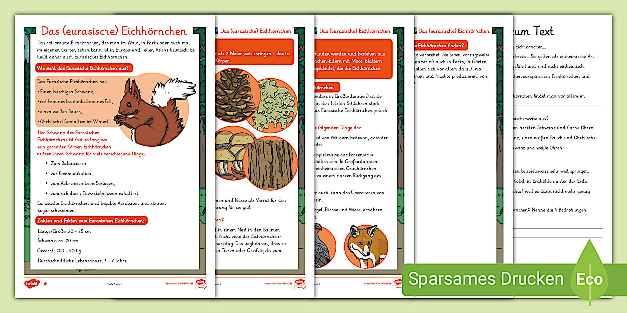 Lesetext zum Eichhörnchen | Grundschule Unterrichtsmaterial