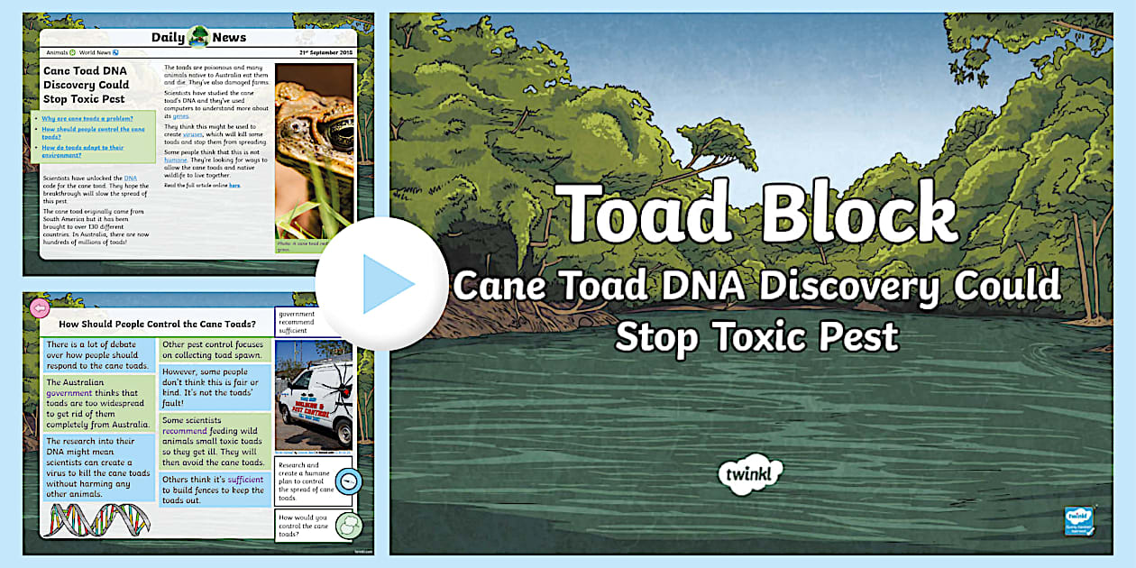UKS2 Cane Toad DNA Daily News PowerPoint (Teacher-Made)