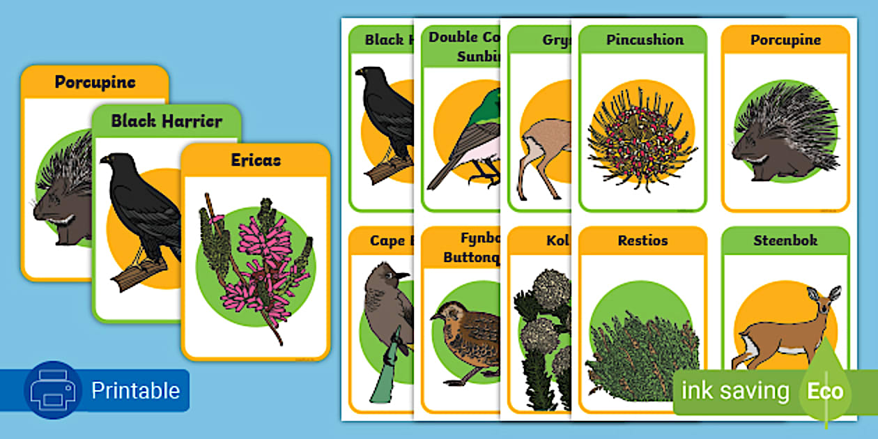 Fynbos Pictures And Names | Fauna and Flora | Fynbos Biome