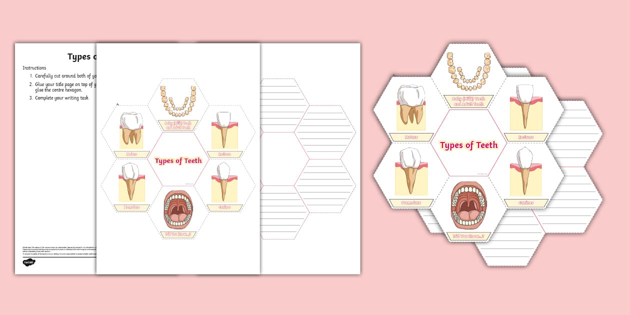 Types of Teeth Hexagon Writing Template - Twinkl