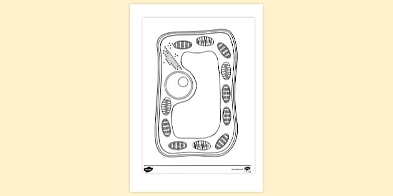 Plant Cell No Labels Colouring Sheet | Colouring Sheets