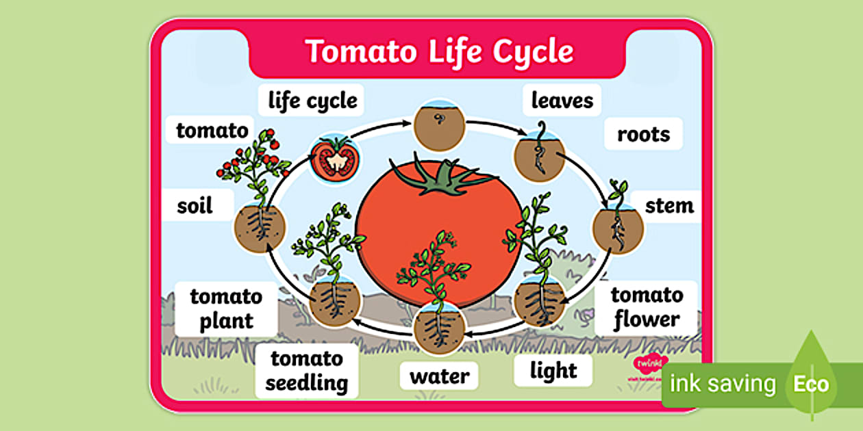 Tomato Life Cycle Word Mat - Science and Investigation