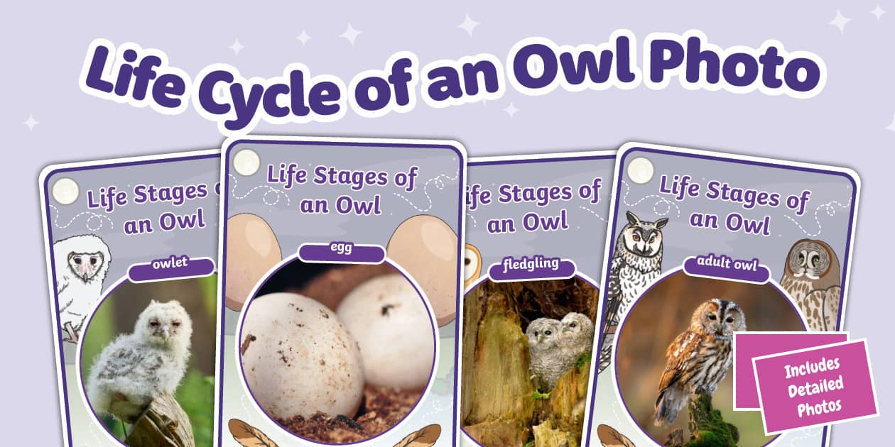 Life Stages of an Owl Photo Posters