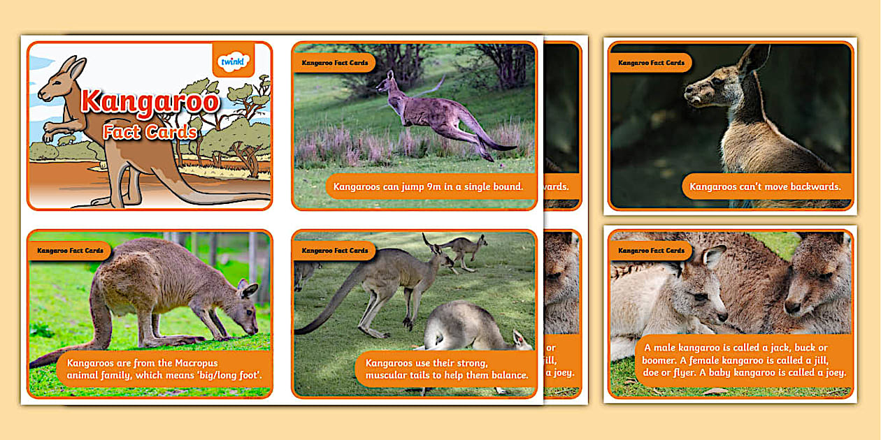 Kangaroo Fact Cards (Hecho por educadores) - Twinkl