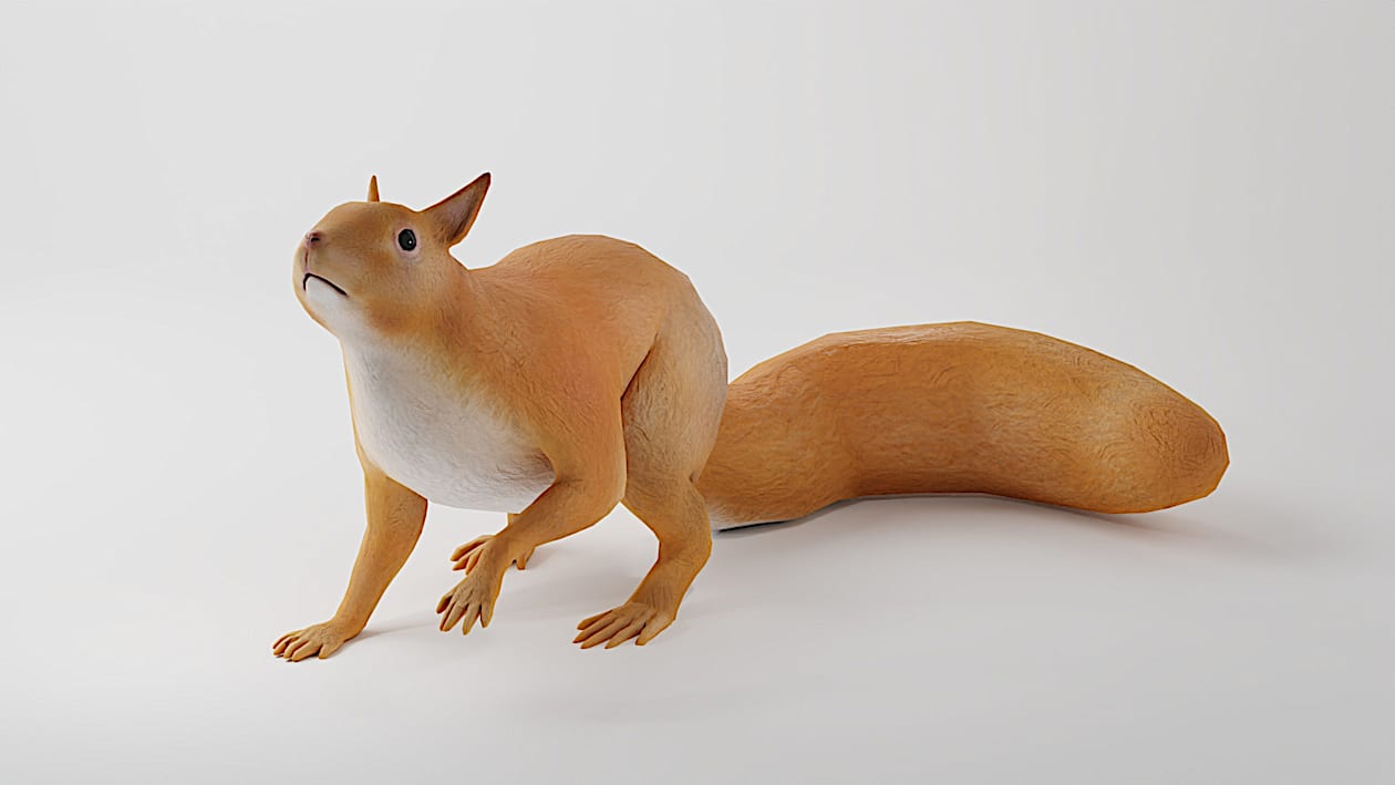 3D Model: Mammals - Red Squirrel (teacher made) - Twinkl