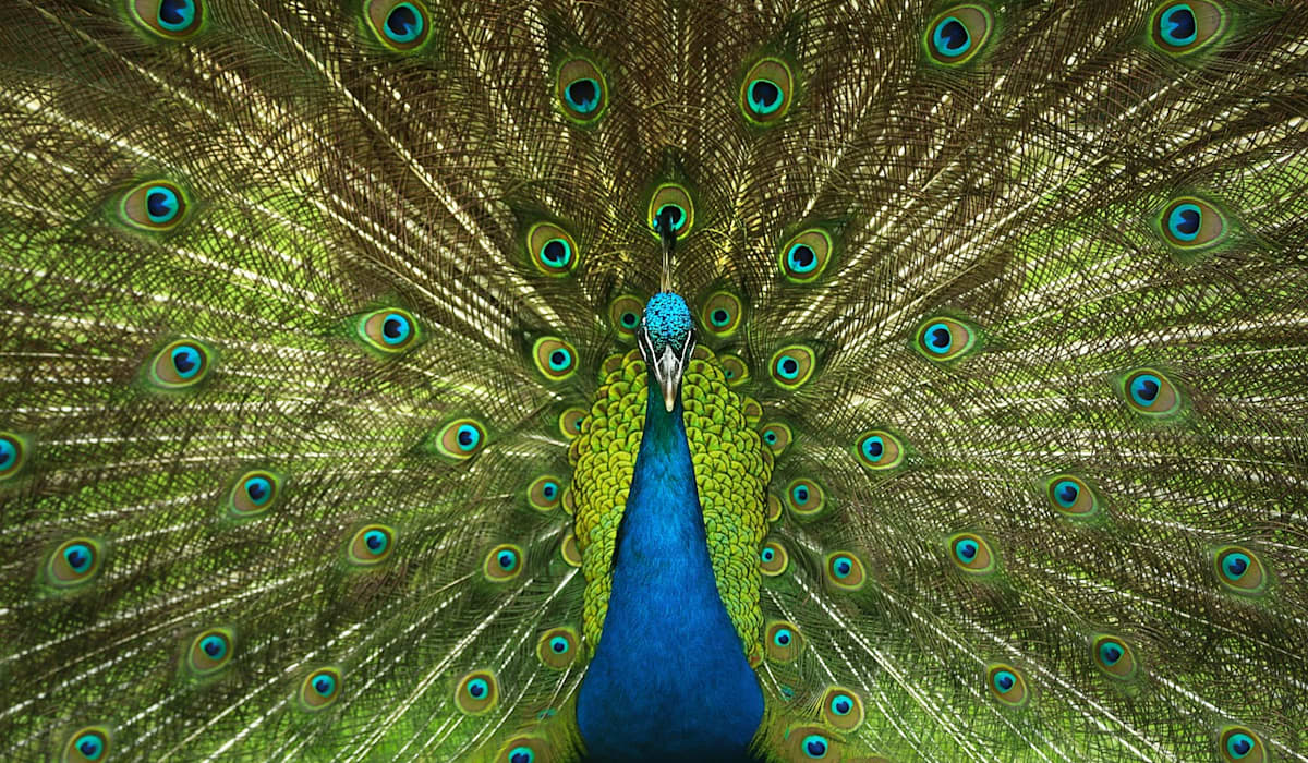 World Wildlife Day - Twinkl NewsRoom - Twinkl