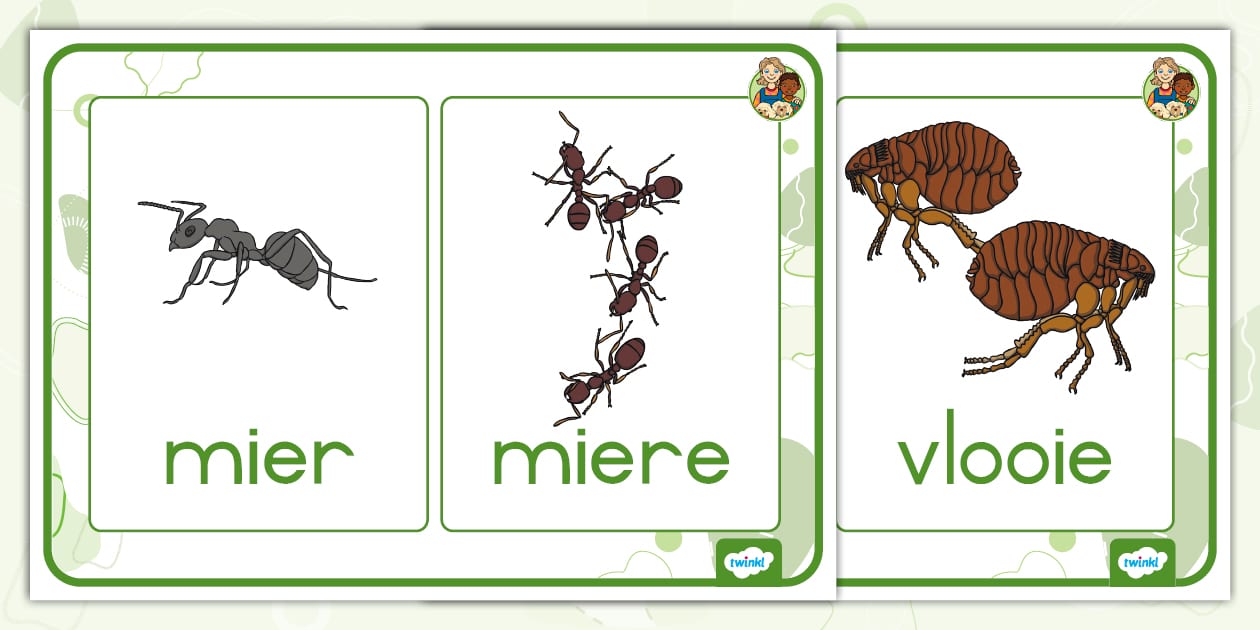 Graad 3 Klanke: Plakkate Meervoude mier-miere, vlooi-vlooie