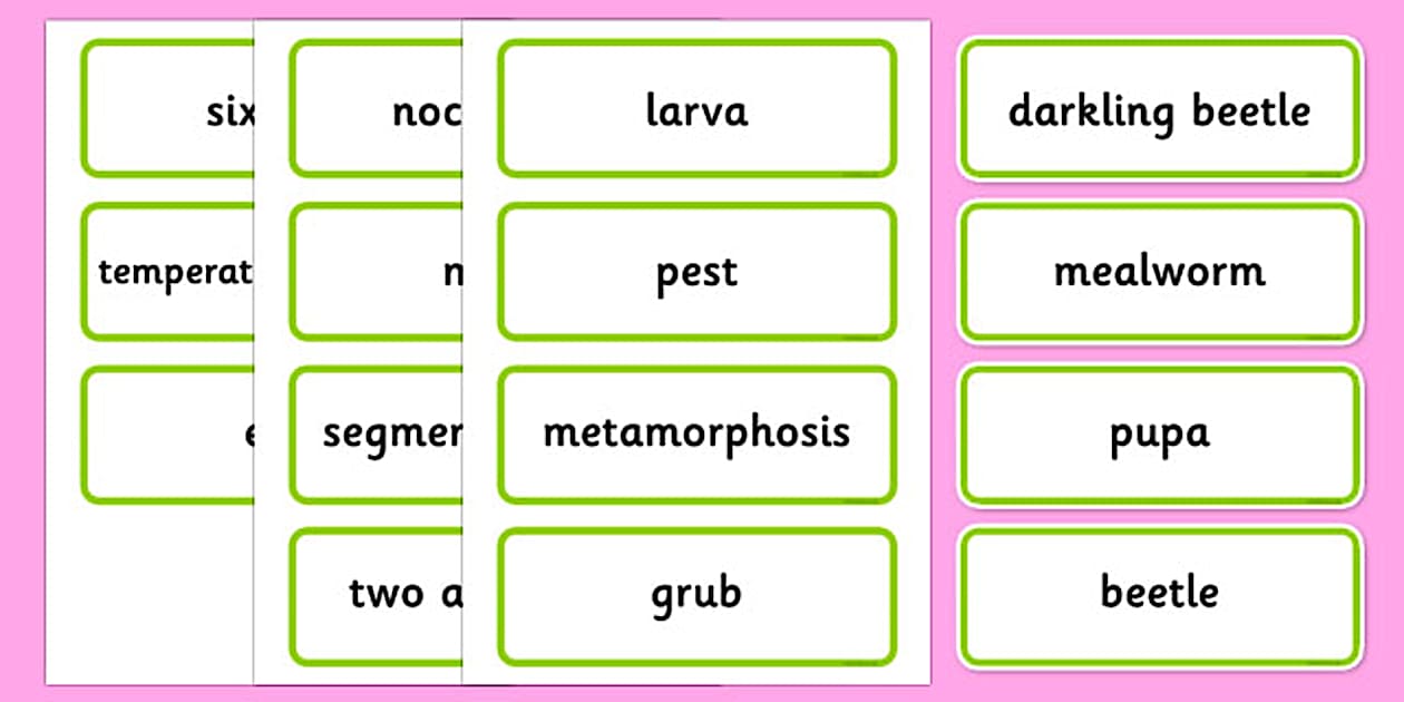SA Darkling Beetle Life Cycle Word Cards (teacher made)
