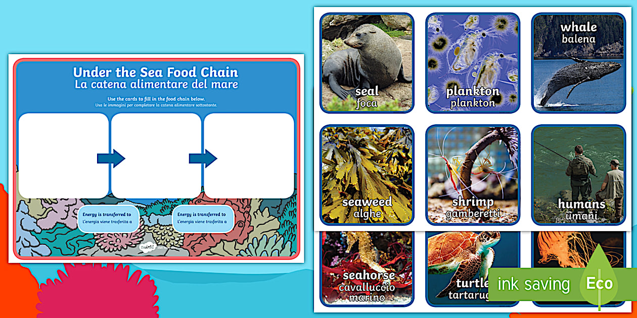Under the Sea Food Chain Sorting Activity Italian/English
