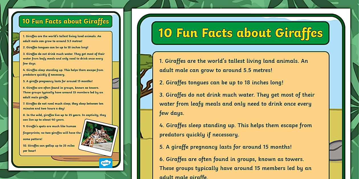 10 Fun Facts about Giraffes Display Poster - Twinkl