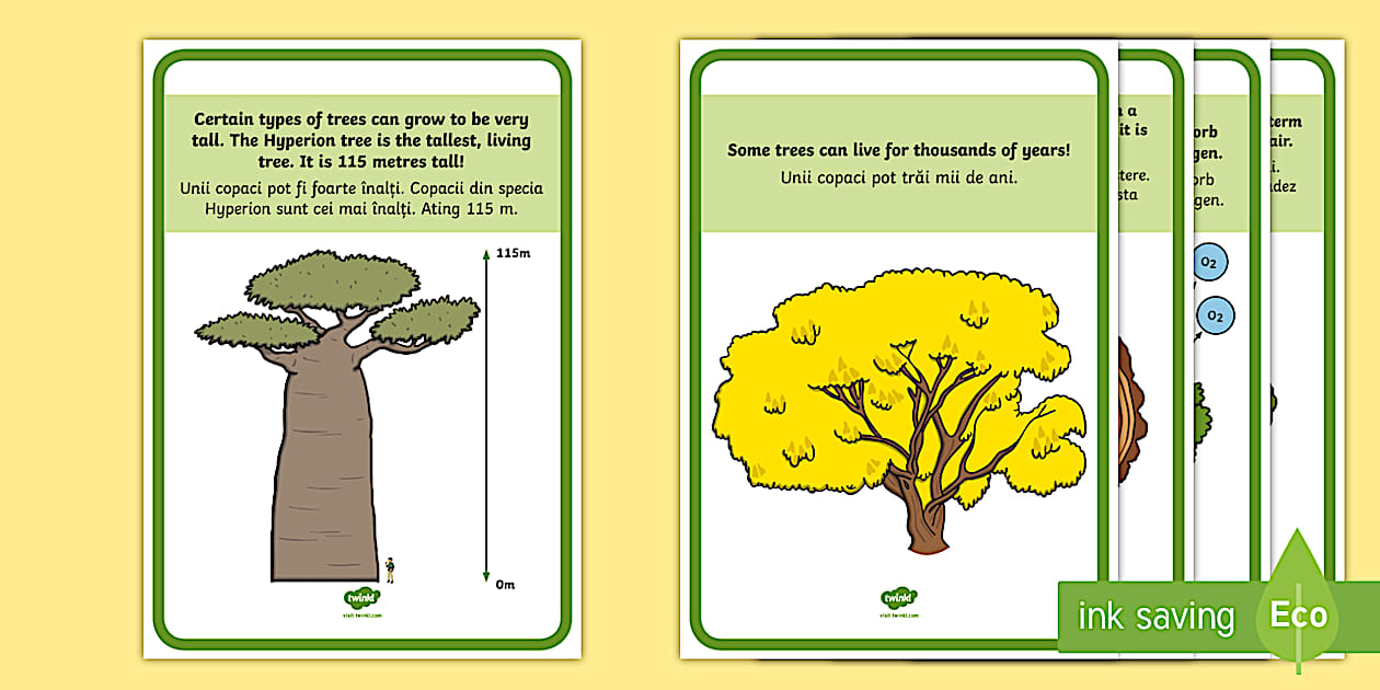 Tree Facts Display Posters English/Romanian - ROI- National Tree Week 5th
