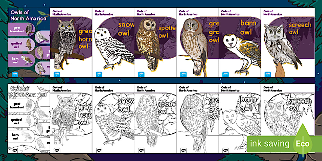 Printable Owl Posters | National Wildlife Week | Twinkl USA