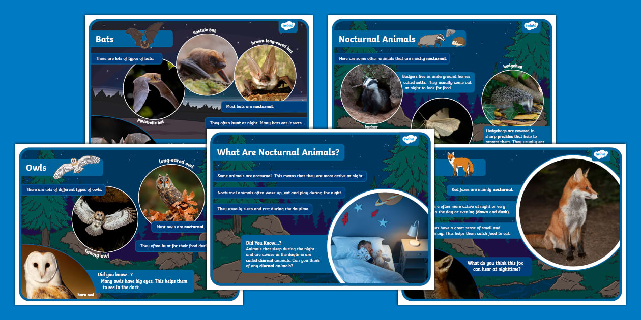 Kindergarten All About Nocturnal Animals Fact Files | Twinkl