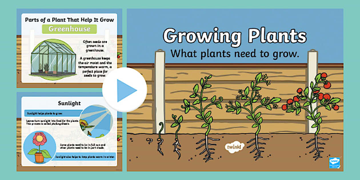 A PowerPoint about Plants | Growing Plants PowerPoint
