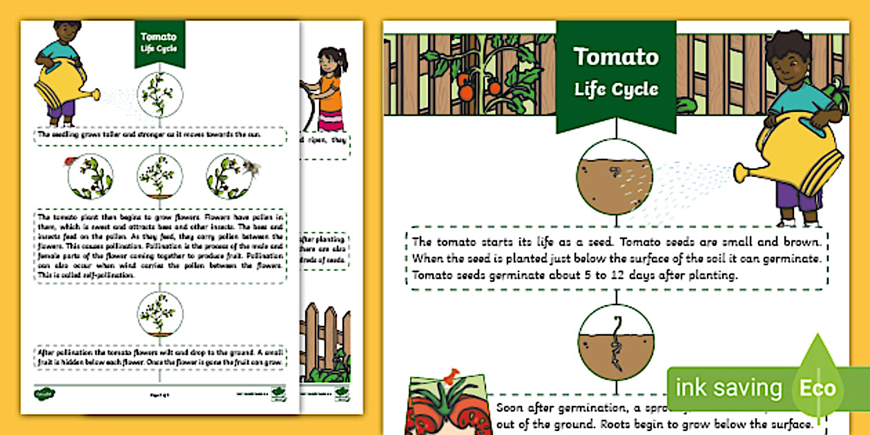 Editable Tomato Life Cycle Fact File (teacher made) - Twinkl