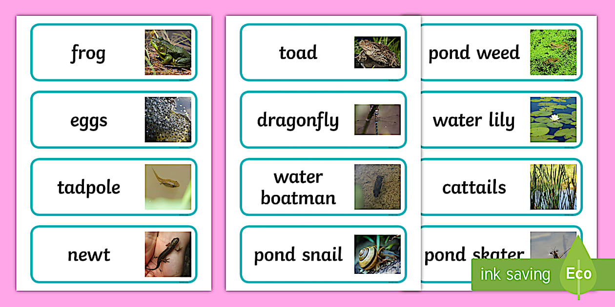 Pond Life Word Cards