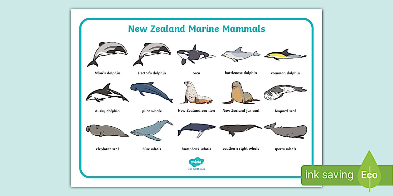 New Zealand Marine Mammals Word Mat