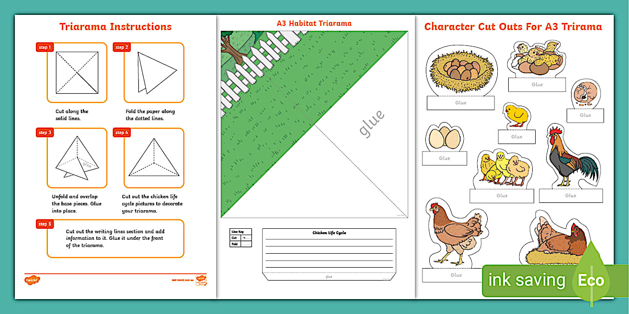 Chicken Life Cycle Triarama - Primary Education Resources