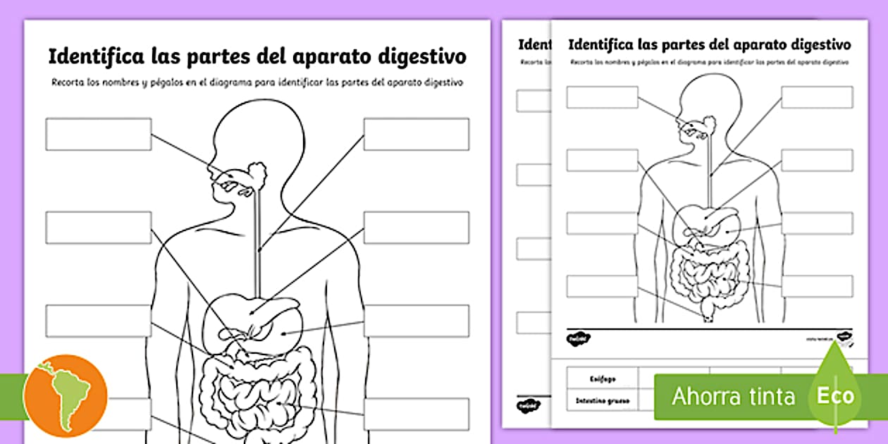 Ficha de actividad: El sistema digestivo