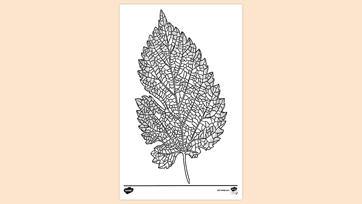 Phosphate Deficiency Leaf Colouring Sheet | Colouring Sheets